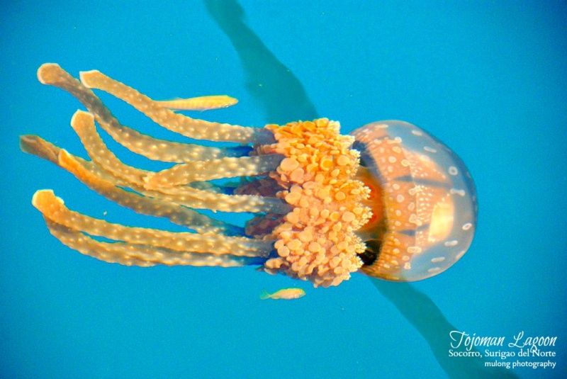 Stingless Jellyfish of Tojoman Lagoon (Philippines) – No Juan Is An Island