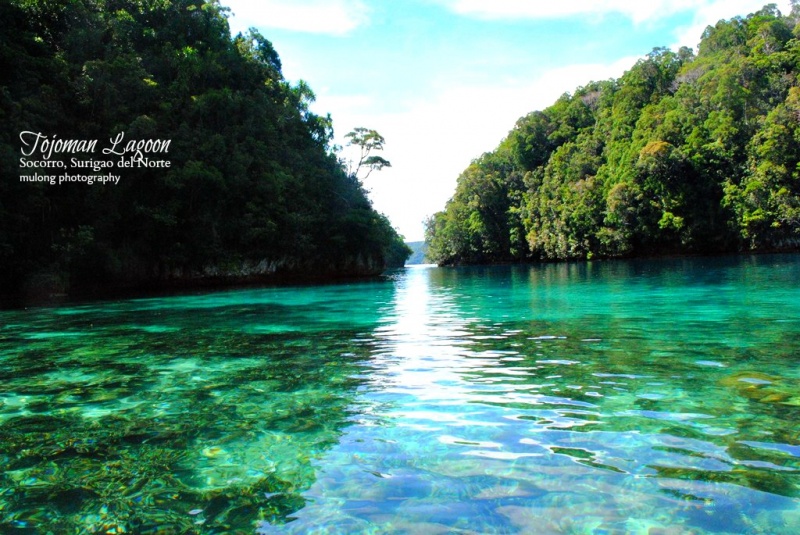Stingless Jellyfish of Tojoman Lagoon (Philippines) – No Juan Is An Island