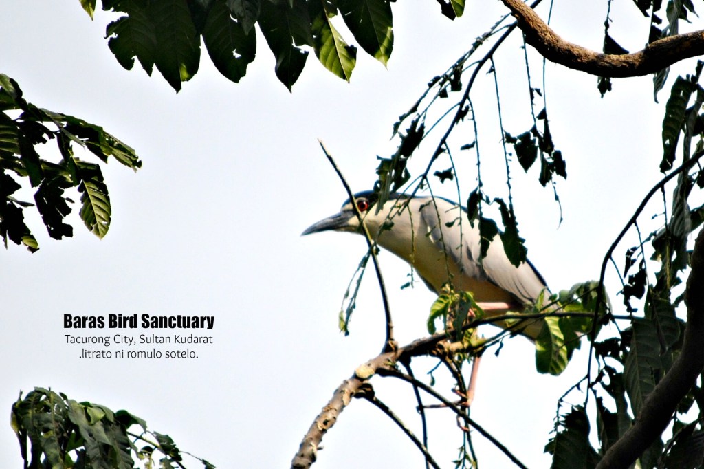 Baras Bird Sanctuary (Sultan Kudarat) – No Juan Is An Island