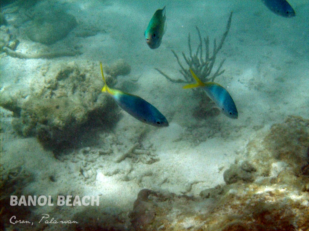 Banol Beach (Palawan, Philippines) – No Juan Is An Island