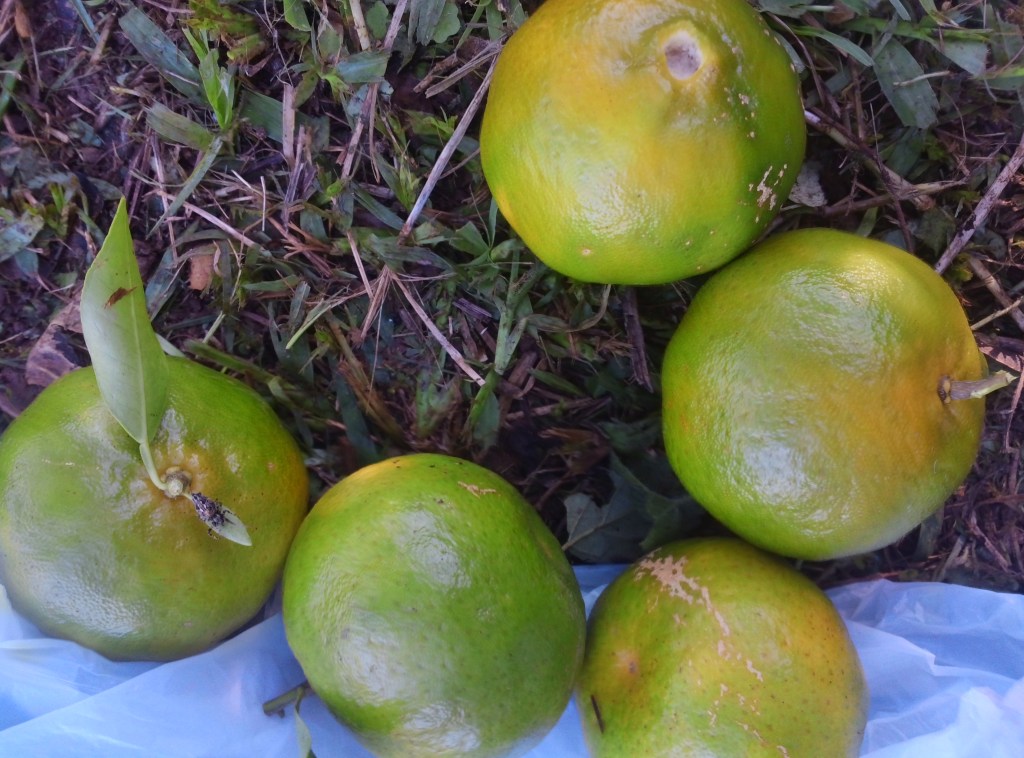 Orange Picking in Sagada (Mountain Province, PH) – No Juan Is An Island