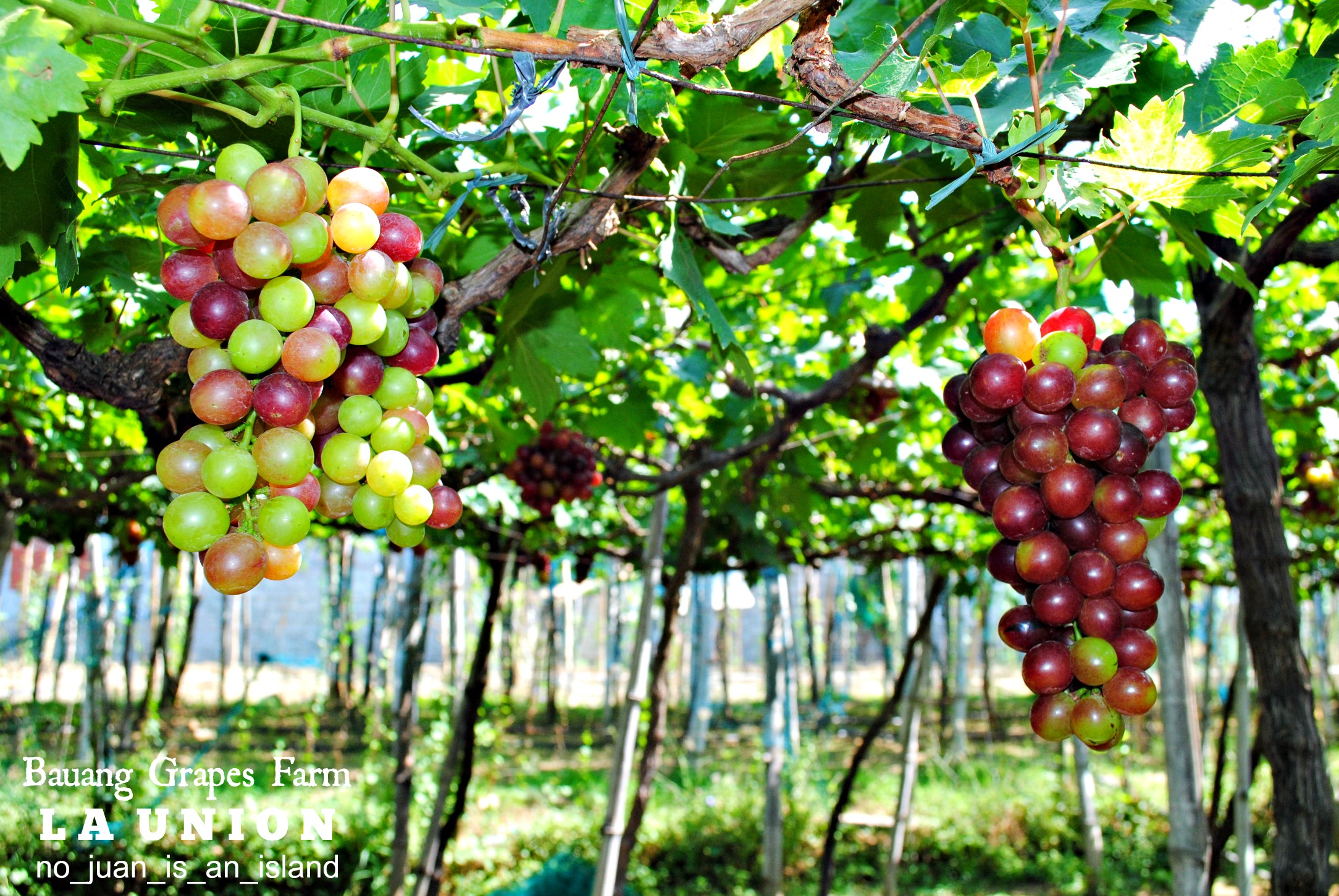 Bauang Grapes Farm (La Union, PH) – No Juan Is An Island
