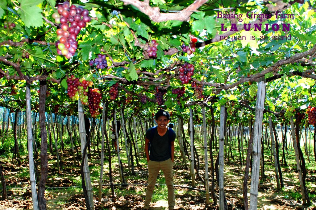 Bauang Grapes Farm (La Union, PH) – No Juan Is An Island