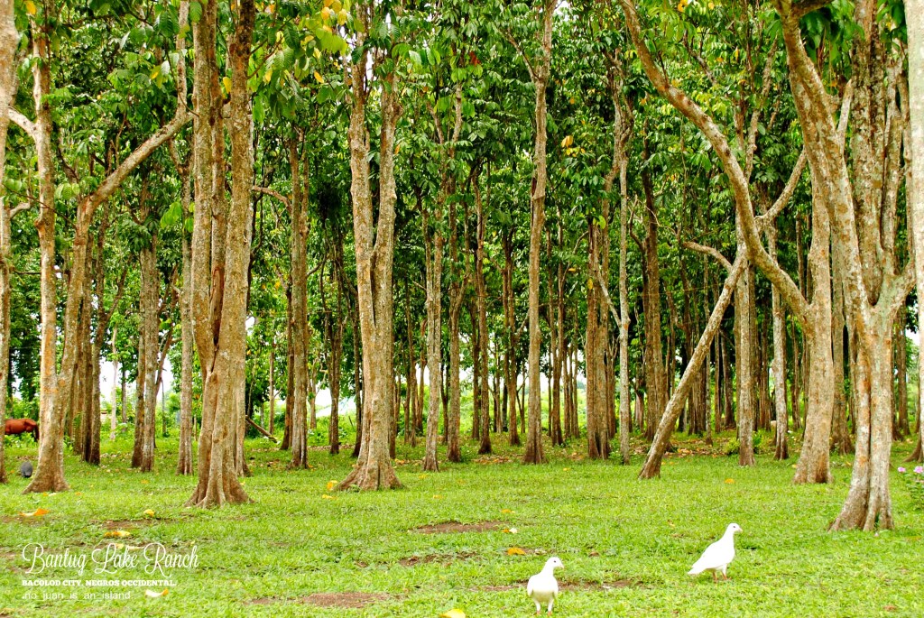 Bantug Lake Ranch (Negros Occidental, PH) – No Juan Is An Island