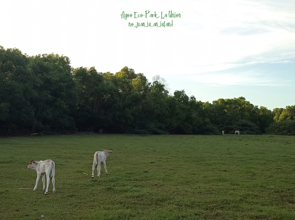 Agoho-Dotted Agoo Eco-Park (La Union 🇵🇭) – No Juan Is An Island