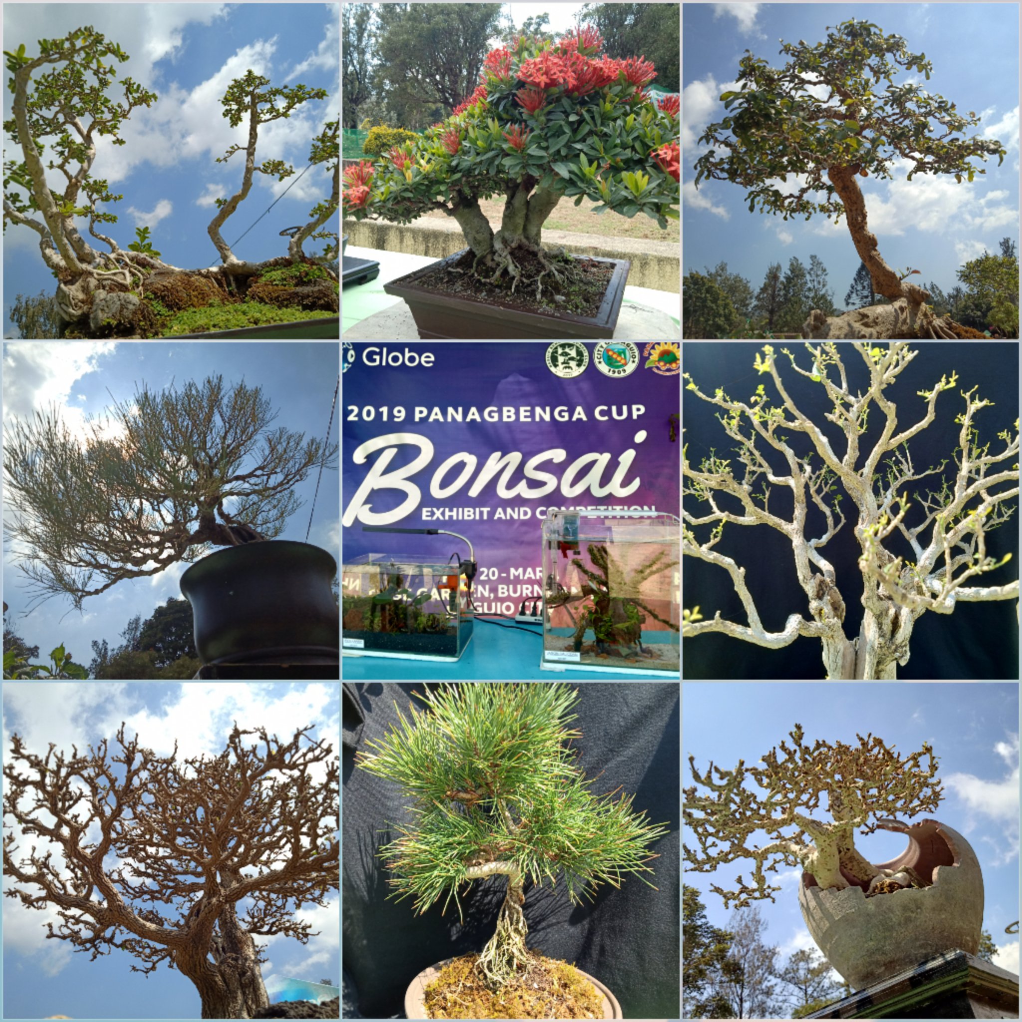 The Art and Sci of Bonsai – No Juan Is An Island