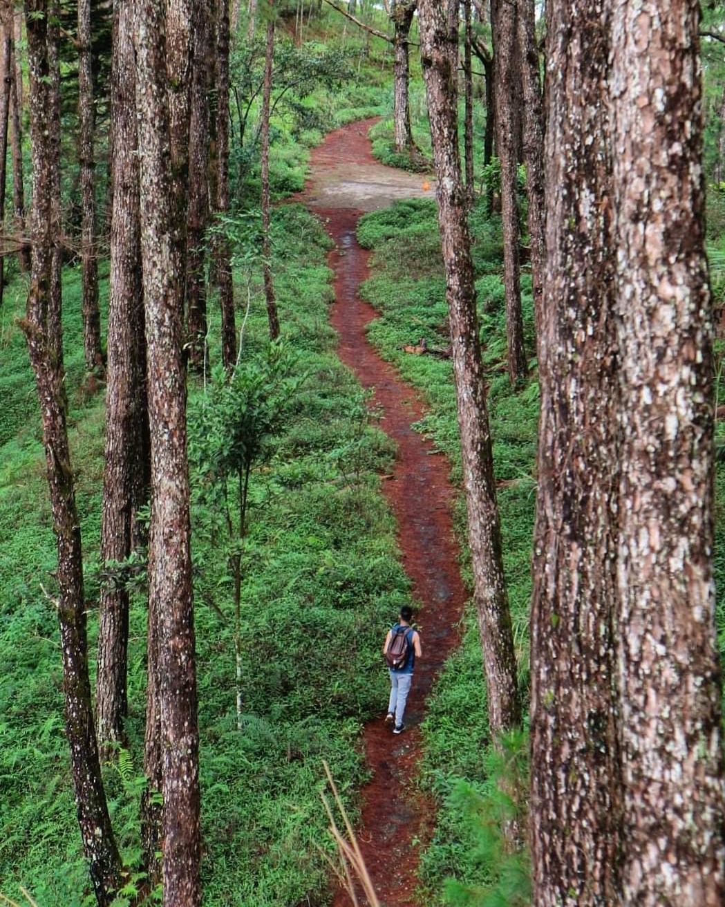 Let’s Walk: Baguio’s Bamboo and Pine Trails – No Juan Is An Island