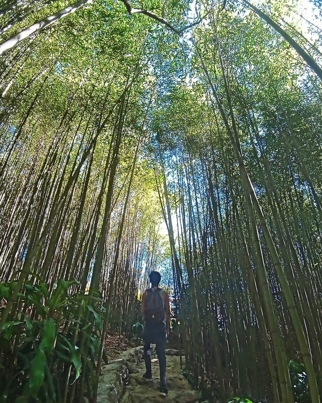 Let’s Walk: Baguio’s Bamboo and Pine Trails – No Juan Is An Island